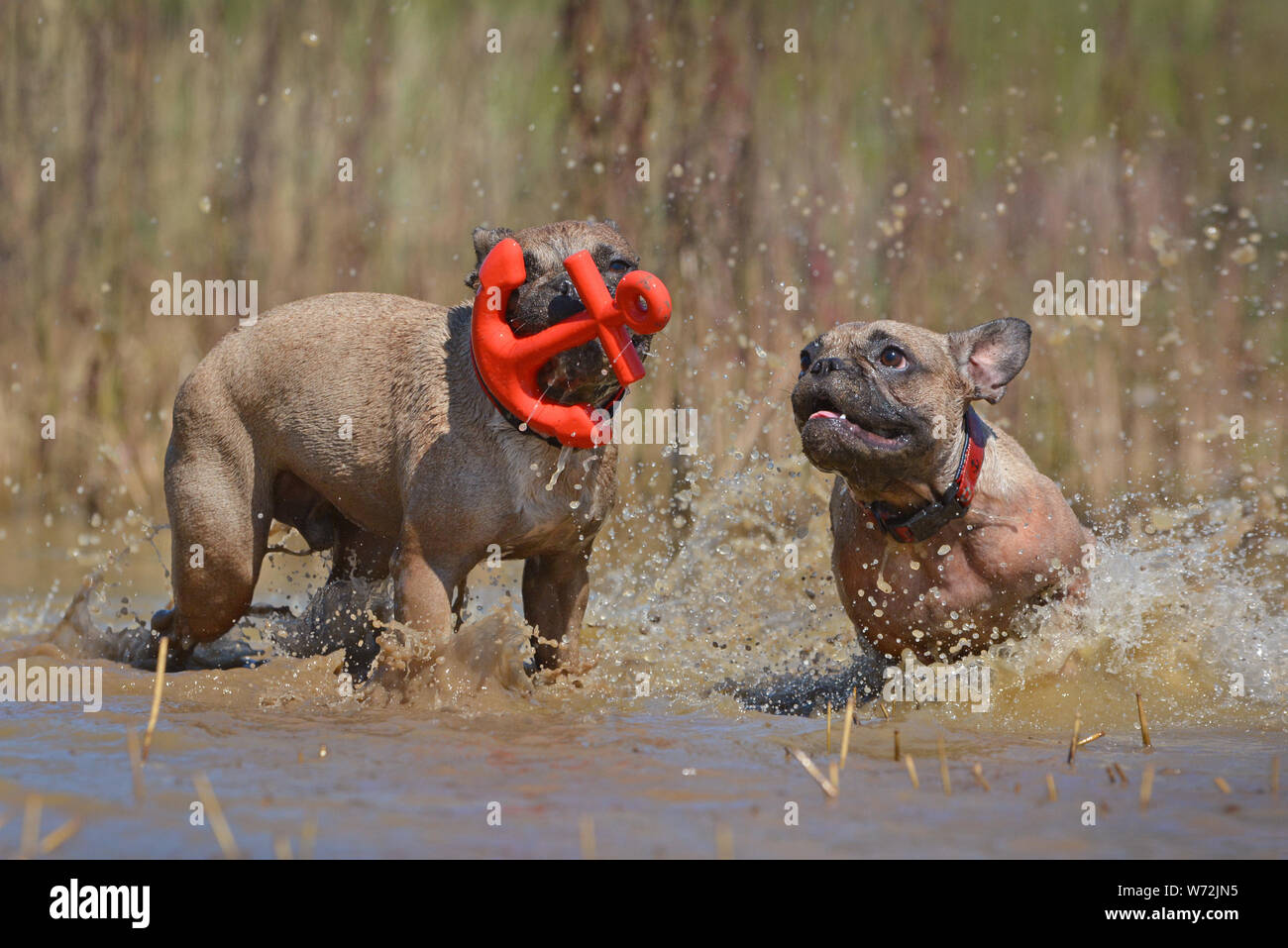 Two brown French Bulldog dogs having fun together playing fetch with a ...