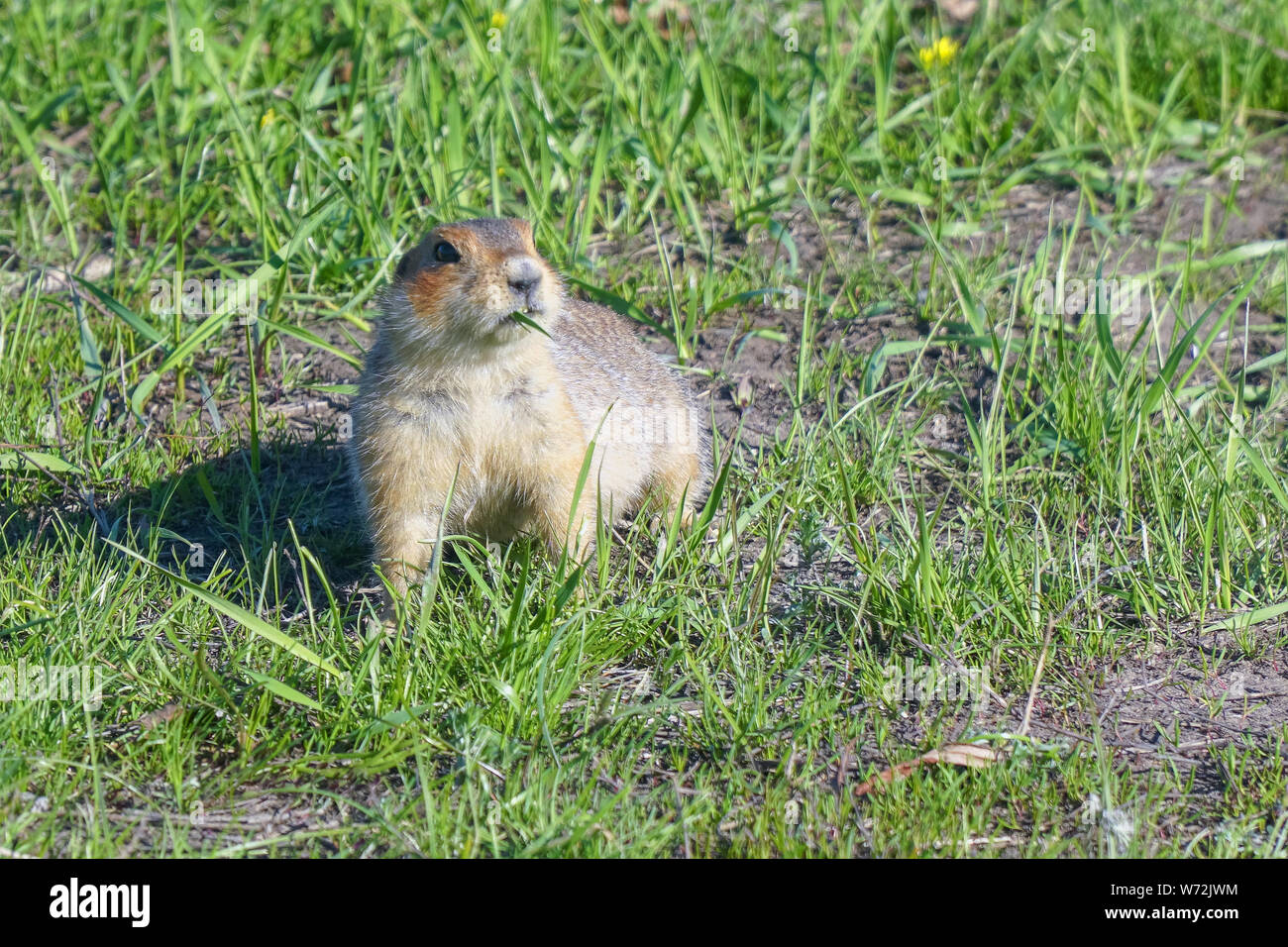 Gopher eats grass after hibernation Stock Photo - Alamy