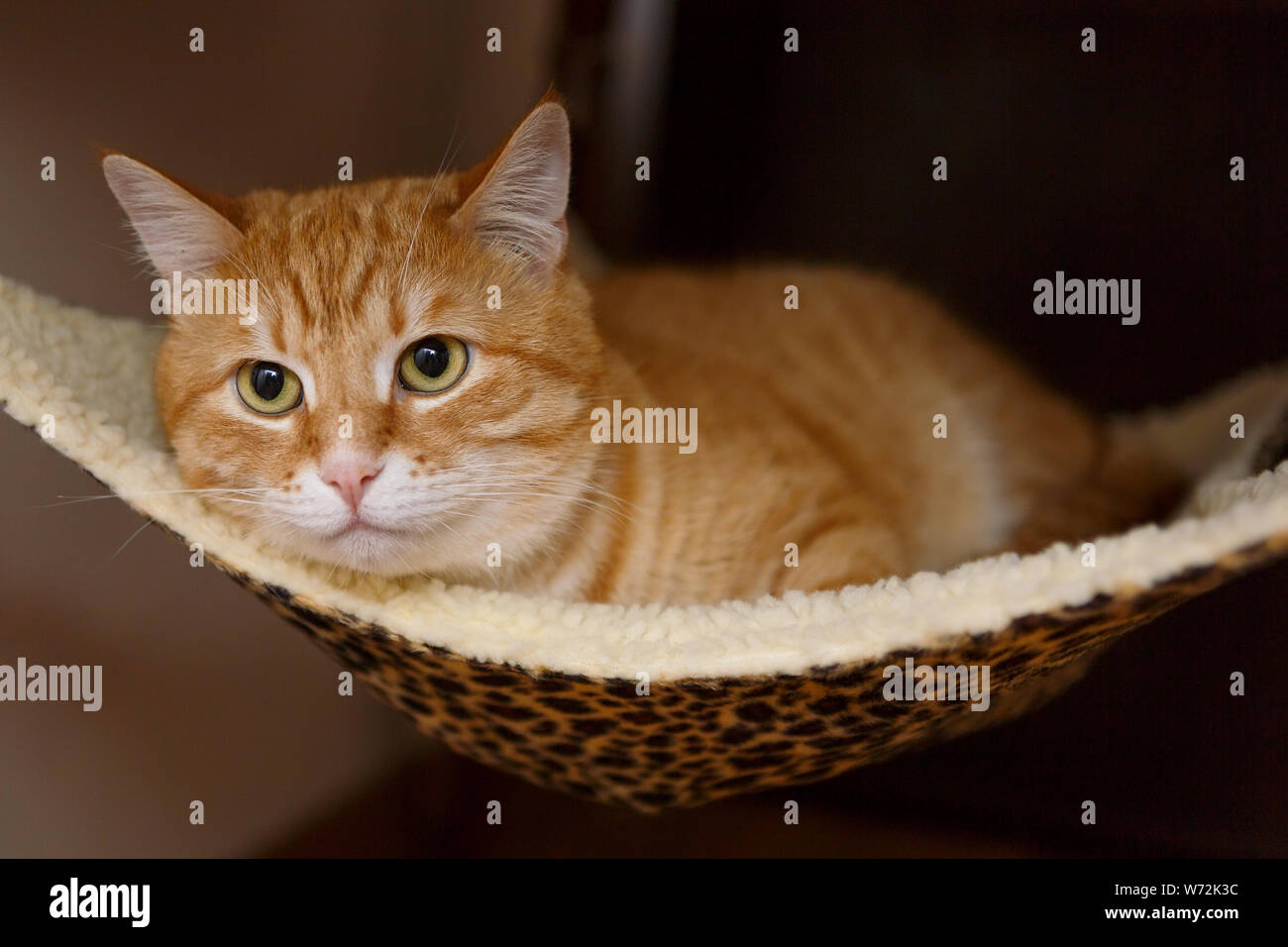 Hammock cat bed hi-res stock photography and images - Alamy