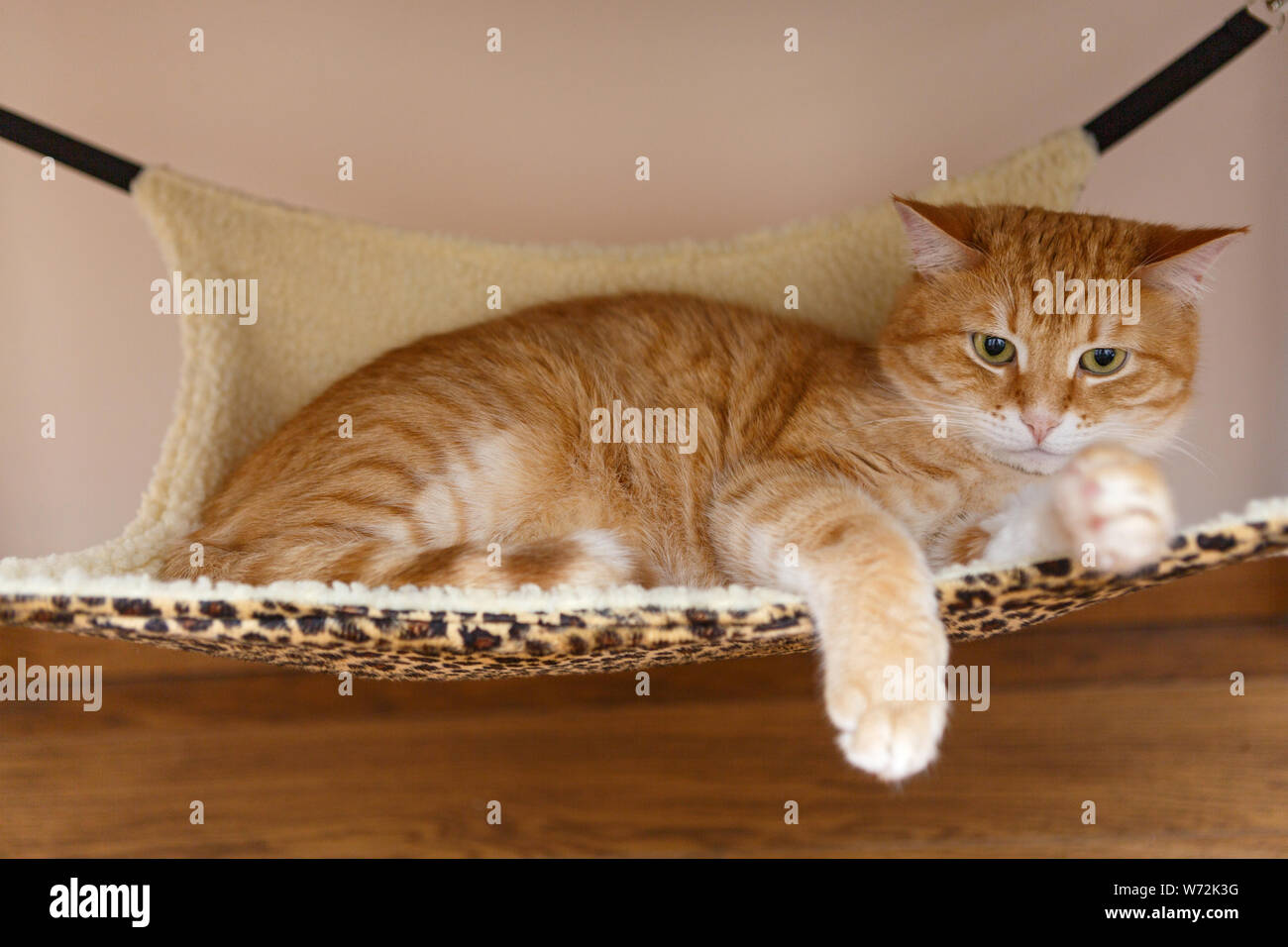 Hammock cat bed hi-res stock photography and images - Alamy