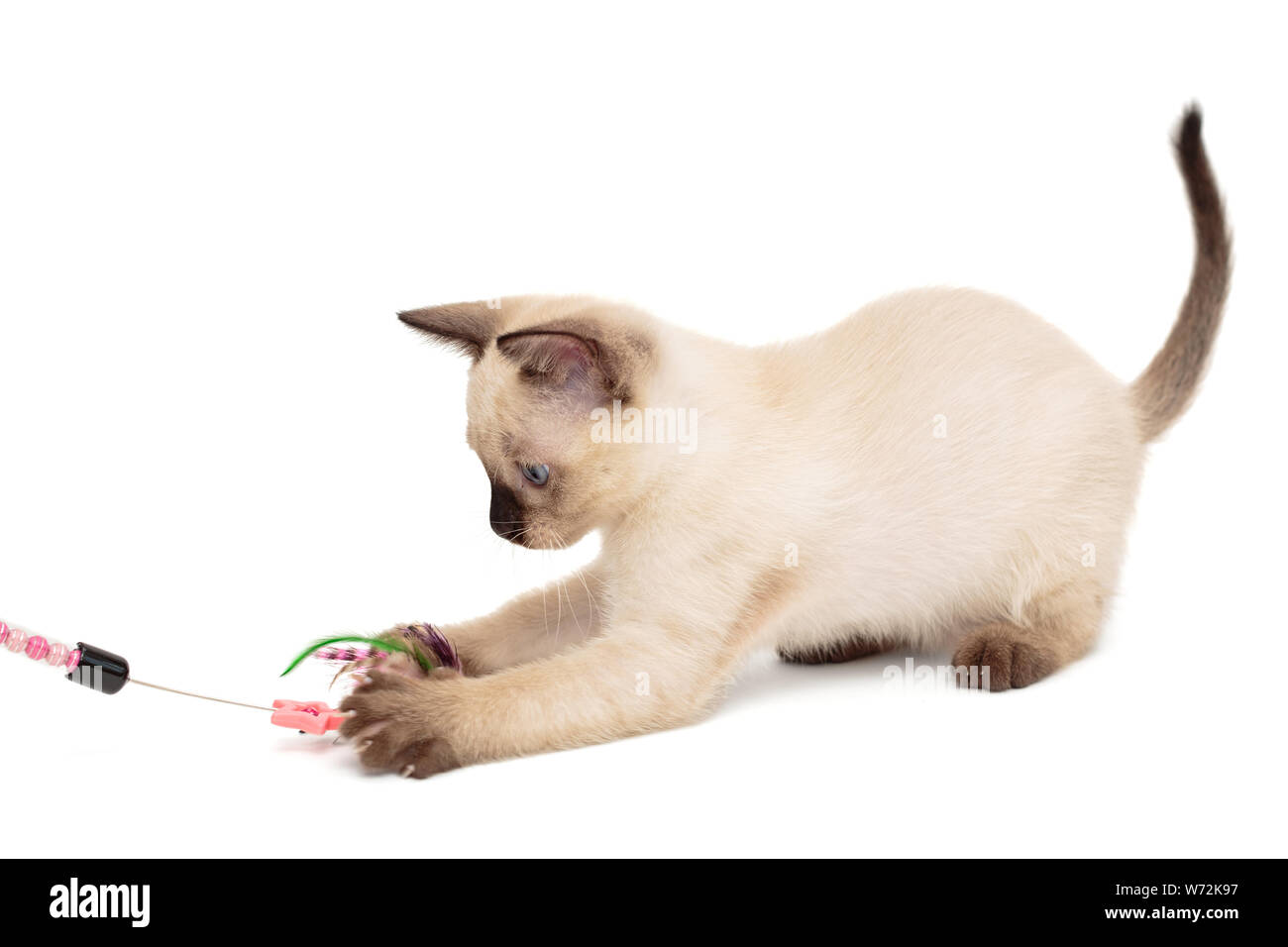 Little Siamese kitten playing with toy, isolated on white background ...