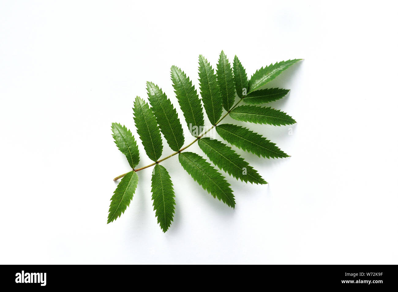 Green leaf rowan with shadow isolated on white background with place ...