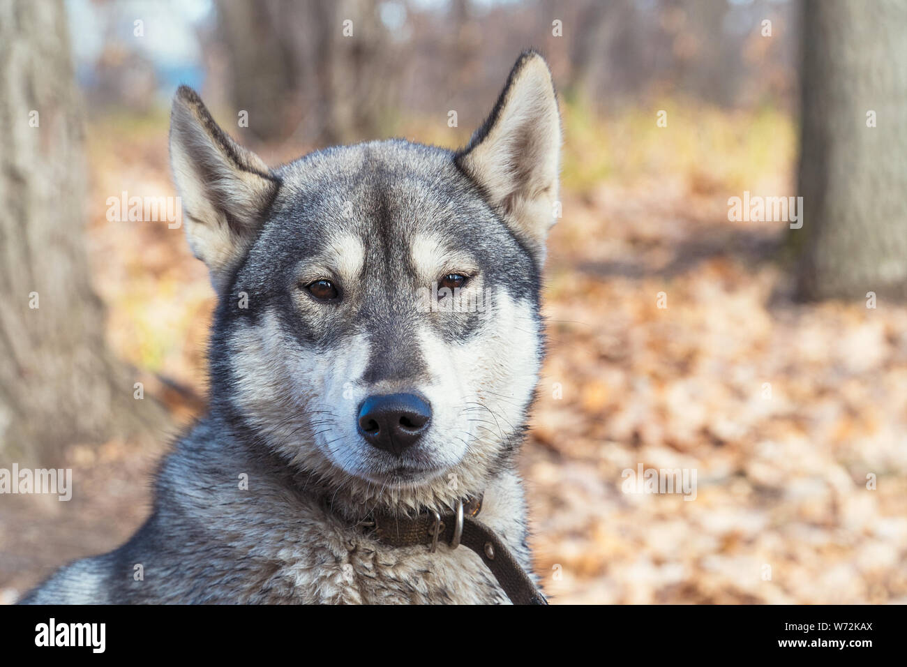 Portrait of dog breed West Siberian Laika Stock Photo - Alamy