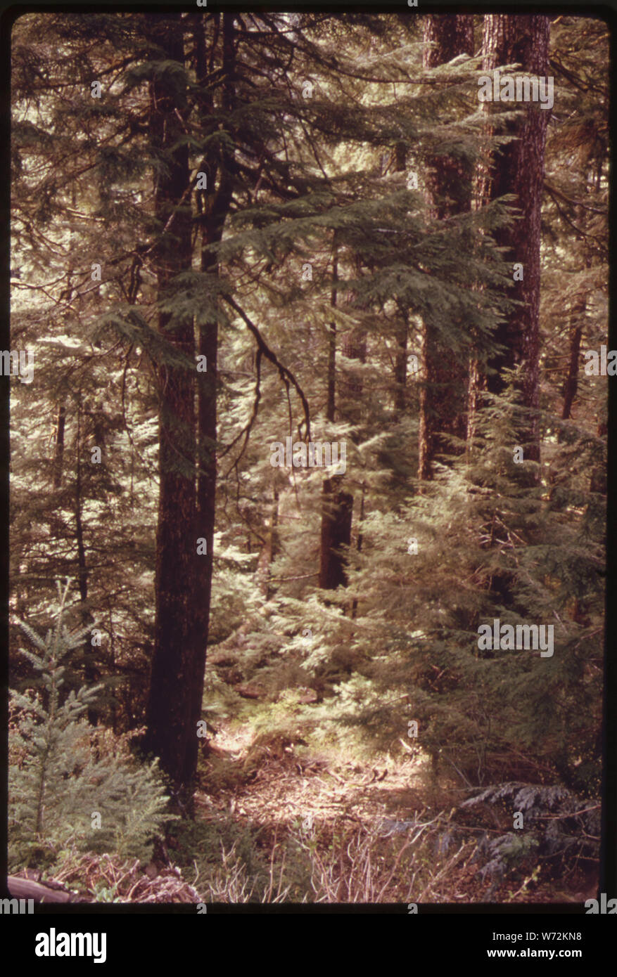 Mixed stand of douglas fir hemlock trees around spider lake hi-res ...