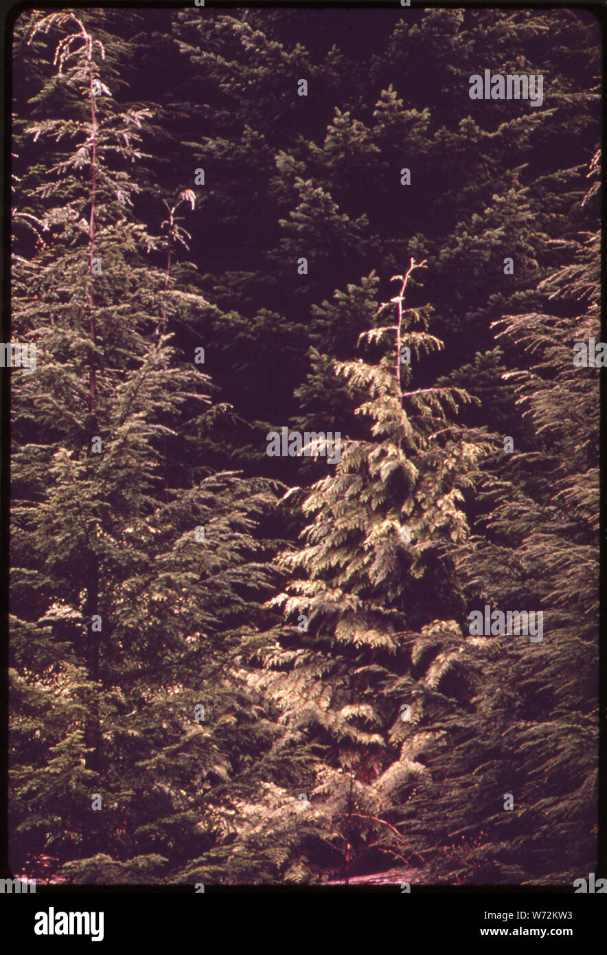 Mixed stand of western red cedar hi-res stock photography and images ...