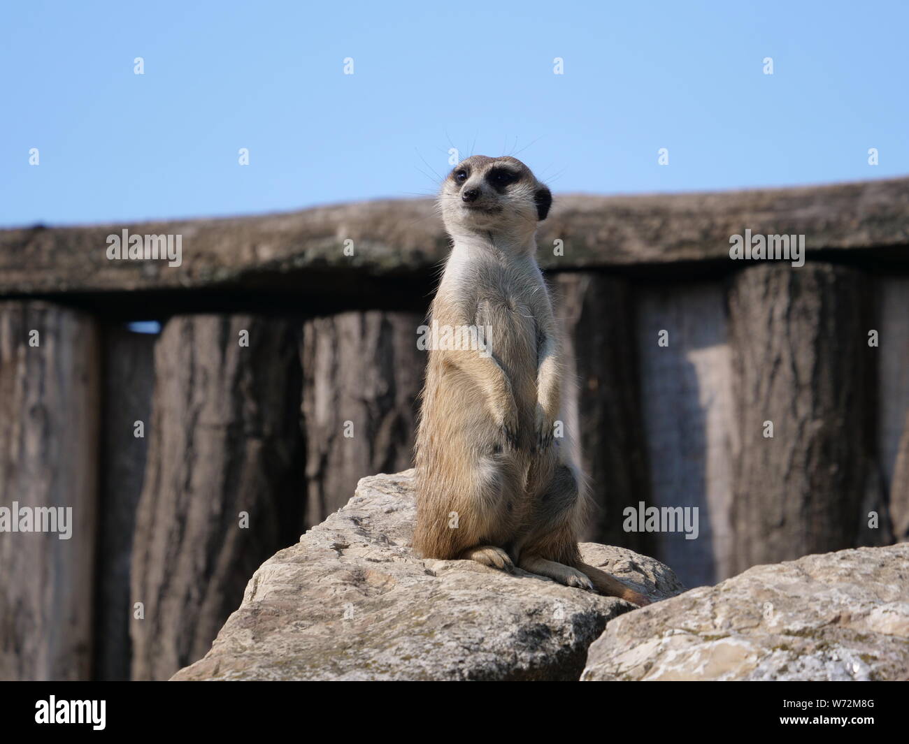 The meerkat looks at his companions Stock Photo - Alamy