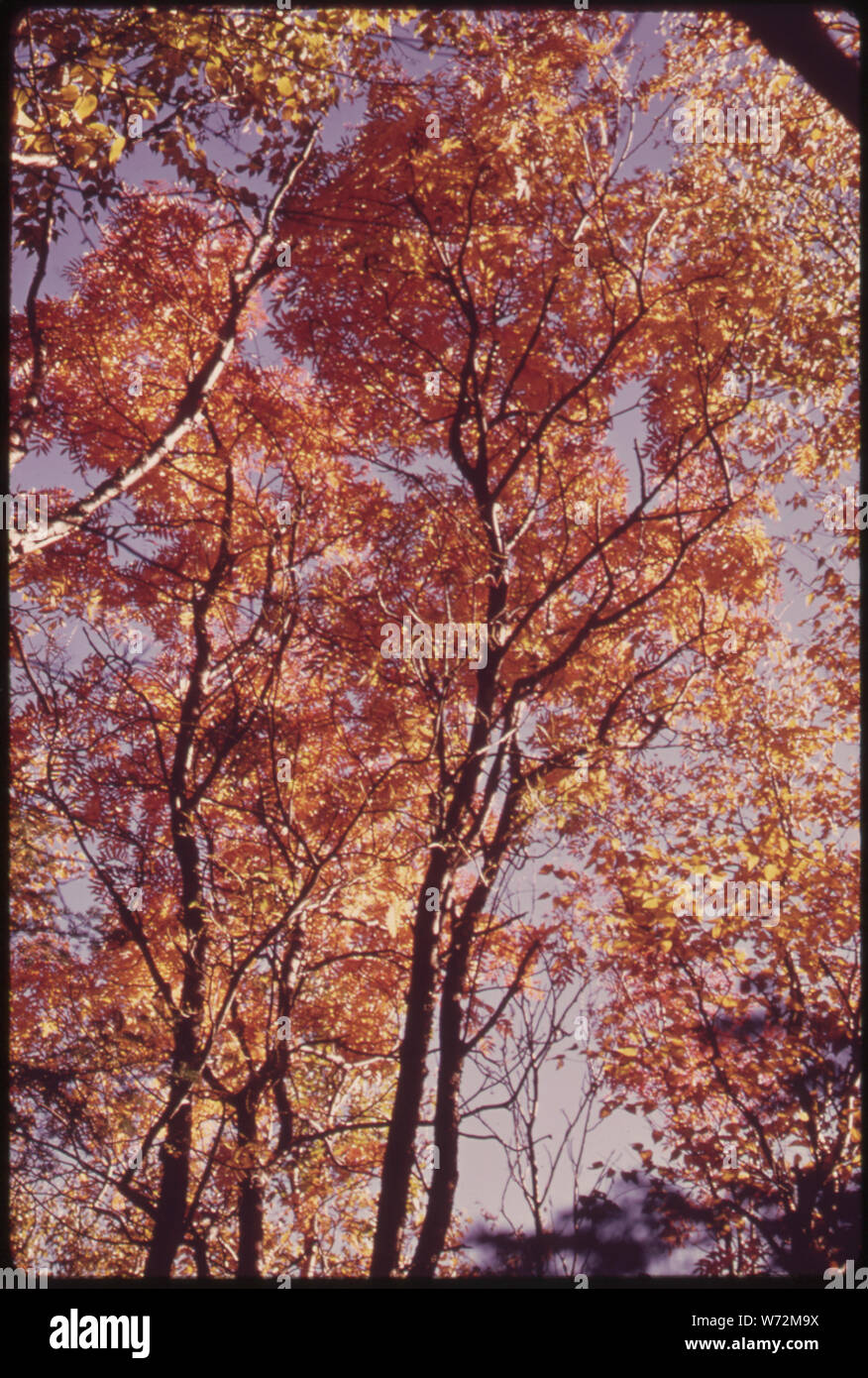 MOUNTAIN ASH IN THE ADIRONDACK FOREST PRESERVE AT 4,000 FEET Stock ...