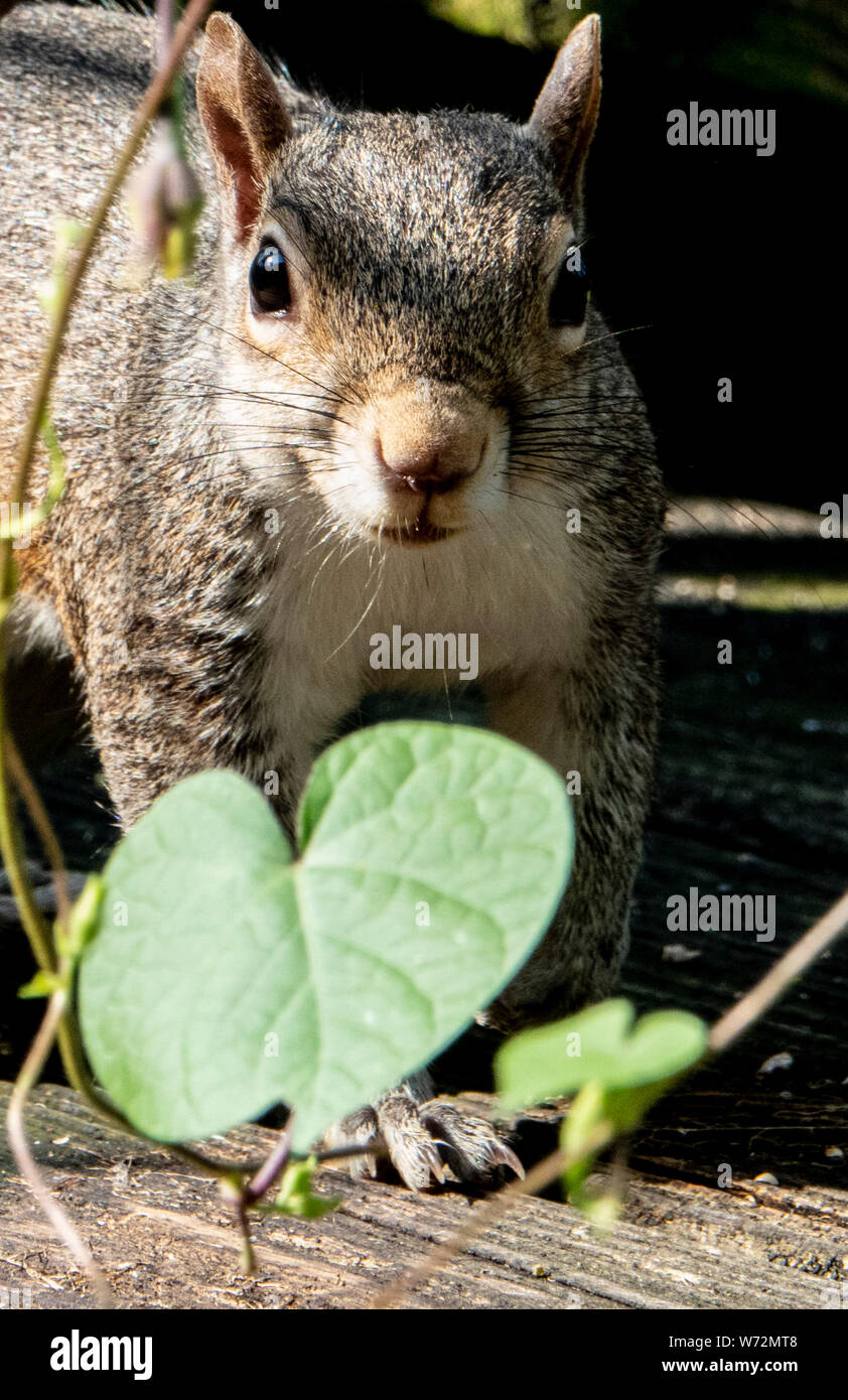 Emerging from the shadows Stock Photo - Alamy