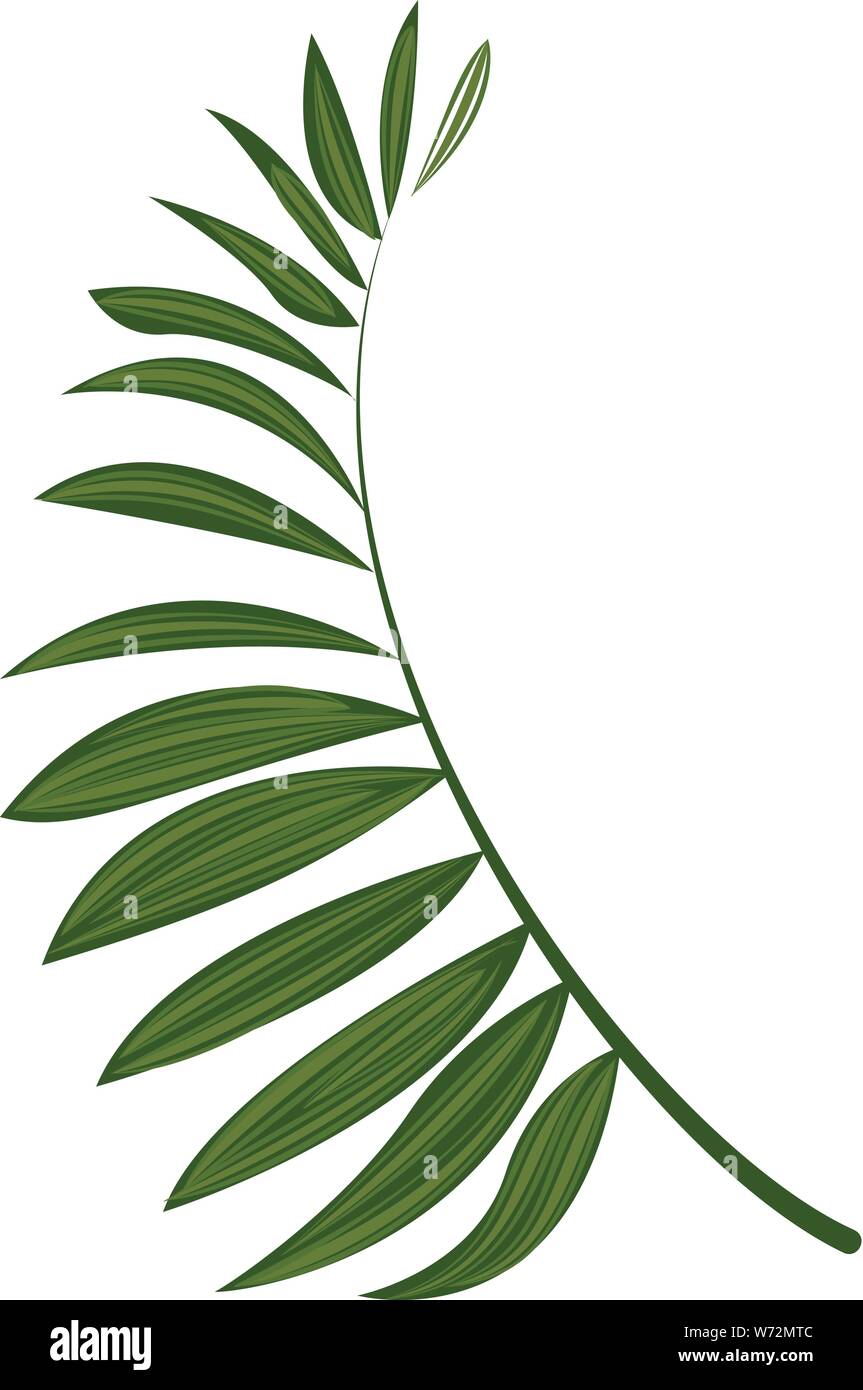 Fern frond icon. Cartoon of fern frond vector icon for web design ...