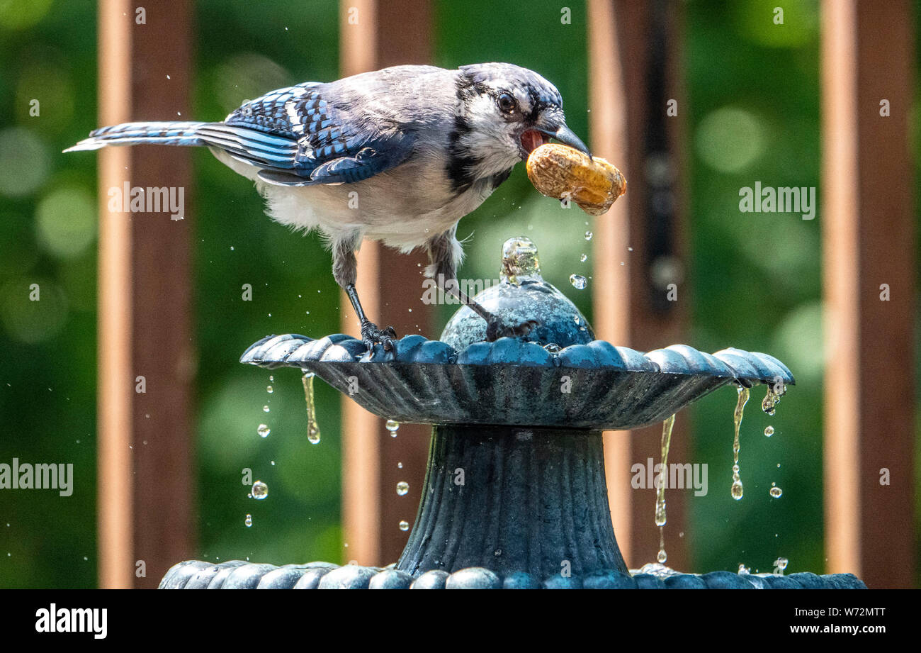 Dripping wet hi-res stock photography and images - Alamy