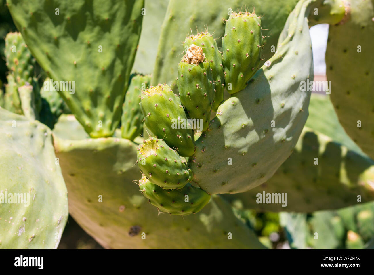 Large prickly cacti in green and yellow. Cacti on a background of blue ...