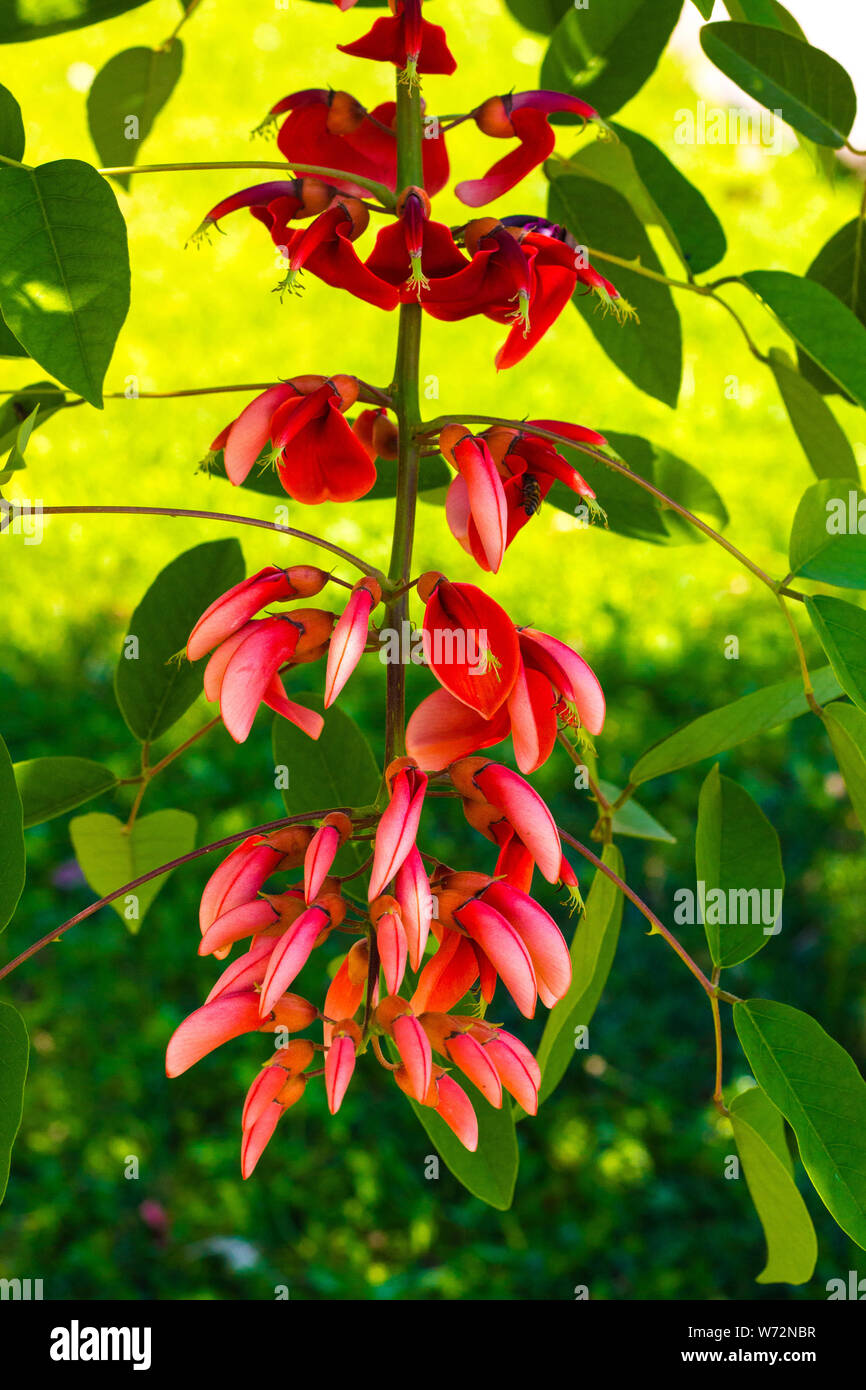 Beautiful inflorescence of red flowers. Flowers grow on a tree branch ...