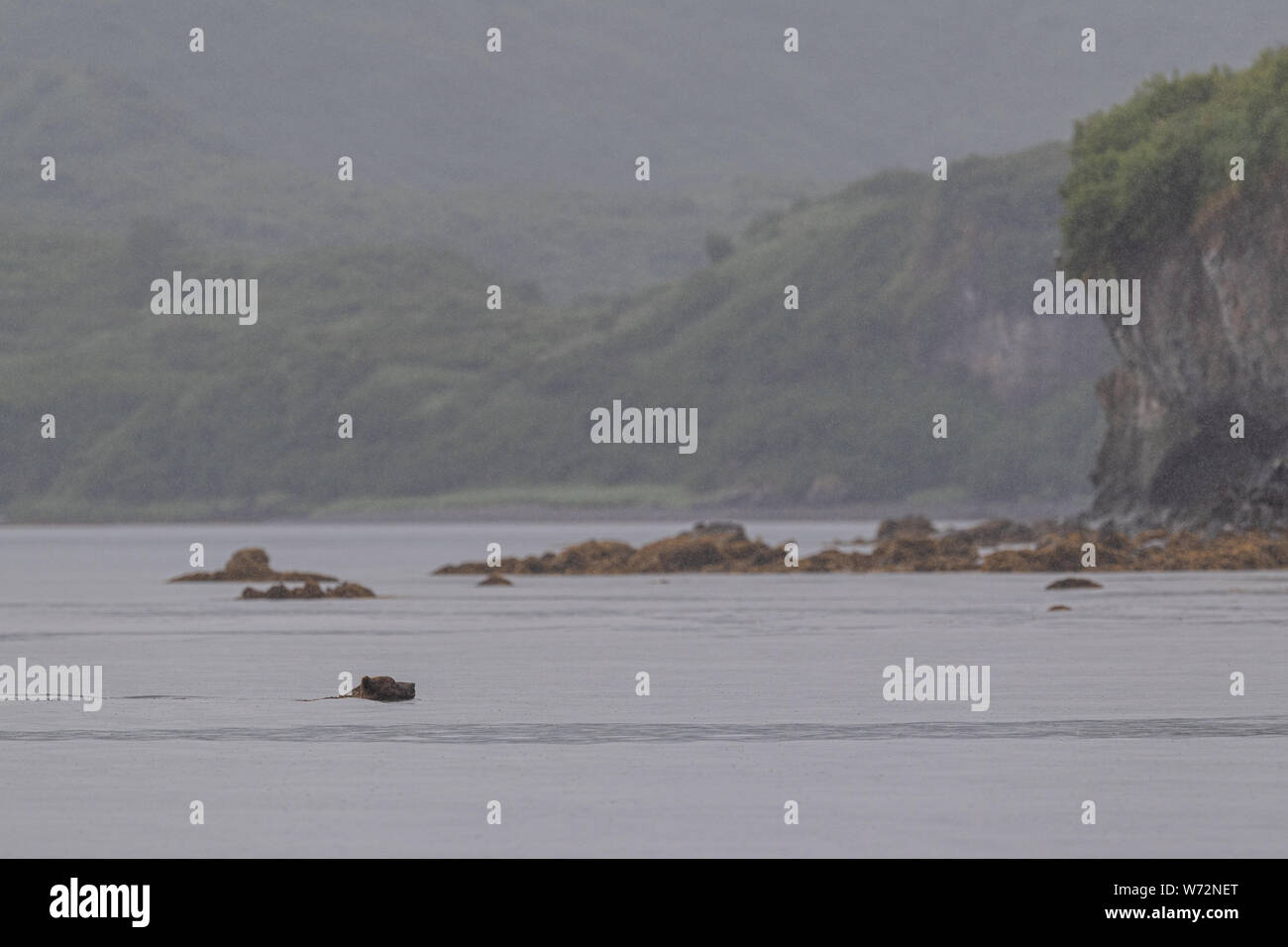 Bear swimming in sea hi-res stock photography and images - Alamy