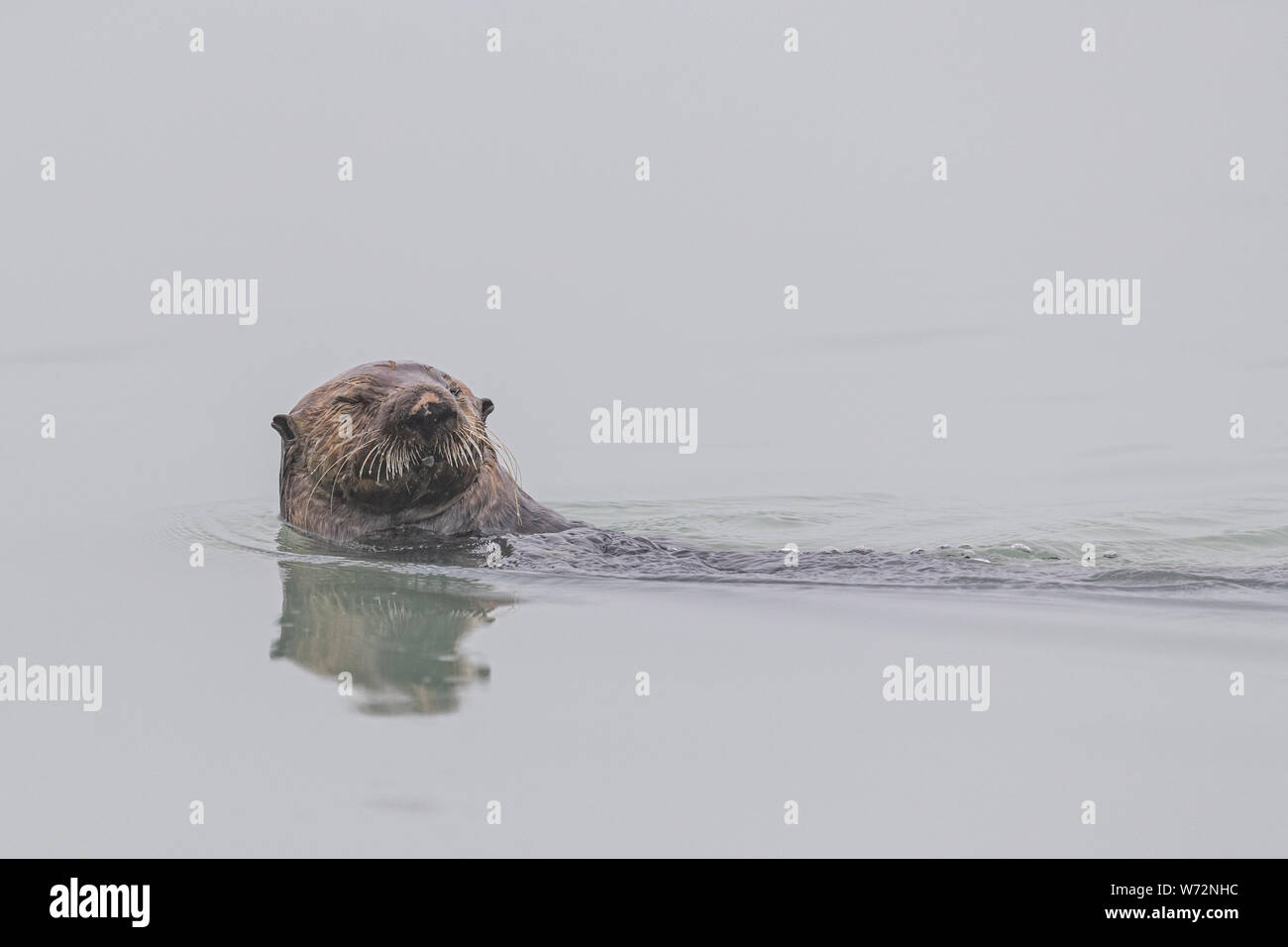 Male Sea Otter on back Stock Photo - Alamy