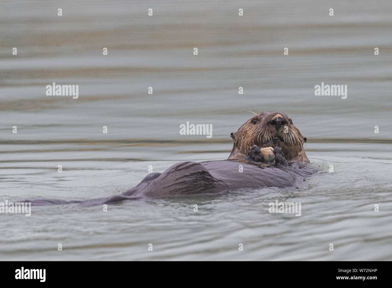 Male Sea Otter on back Stock Photo - Alamy