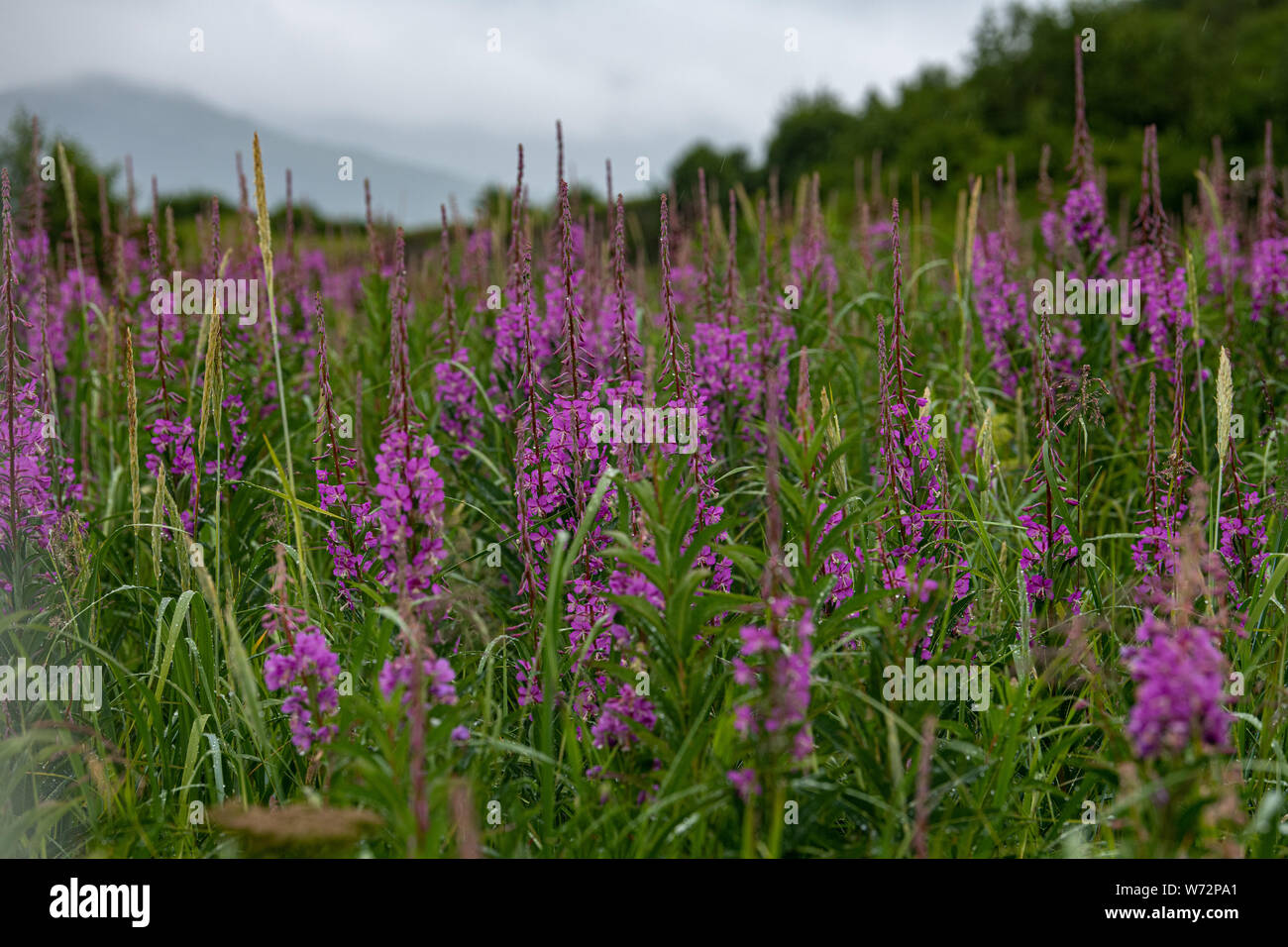 Fire weed bloom hi-res stock photography and images - Alamy