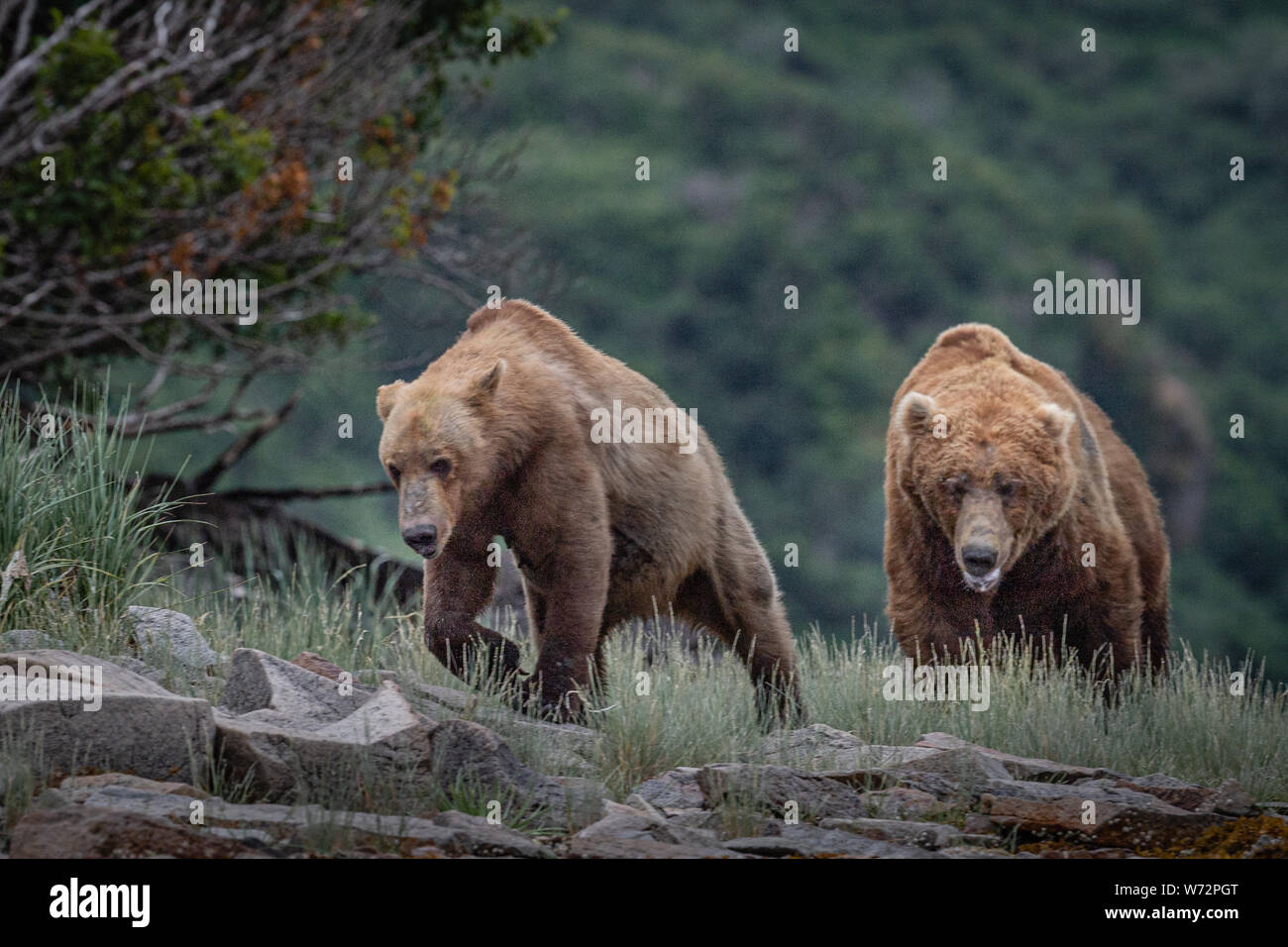 Wanting to mate hi-res stock photography and images - Alamy