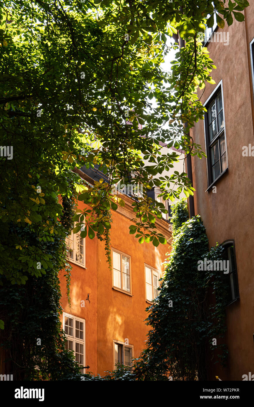 Terracotta coloured buildings framed by a tree, Gamla Stan, Stockholm ...