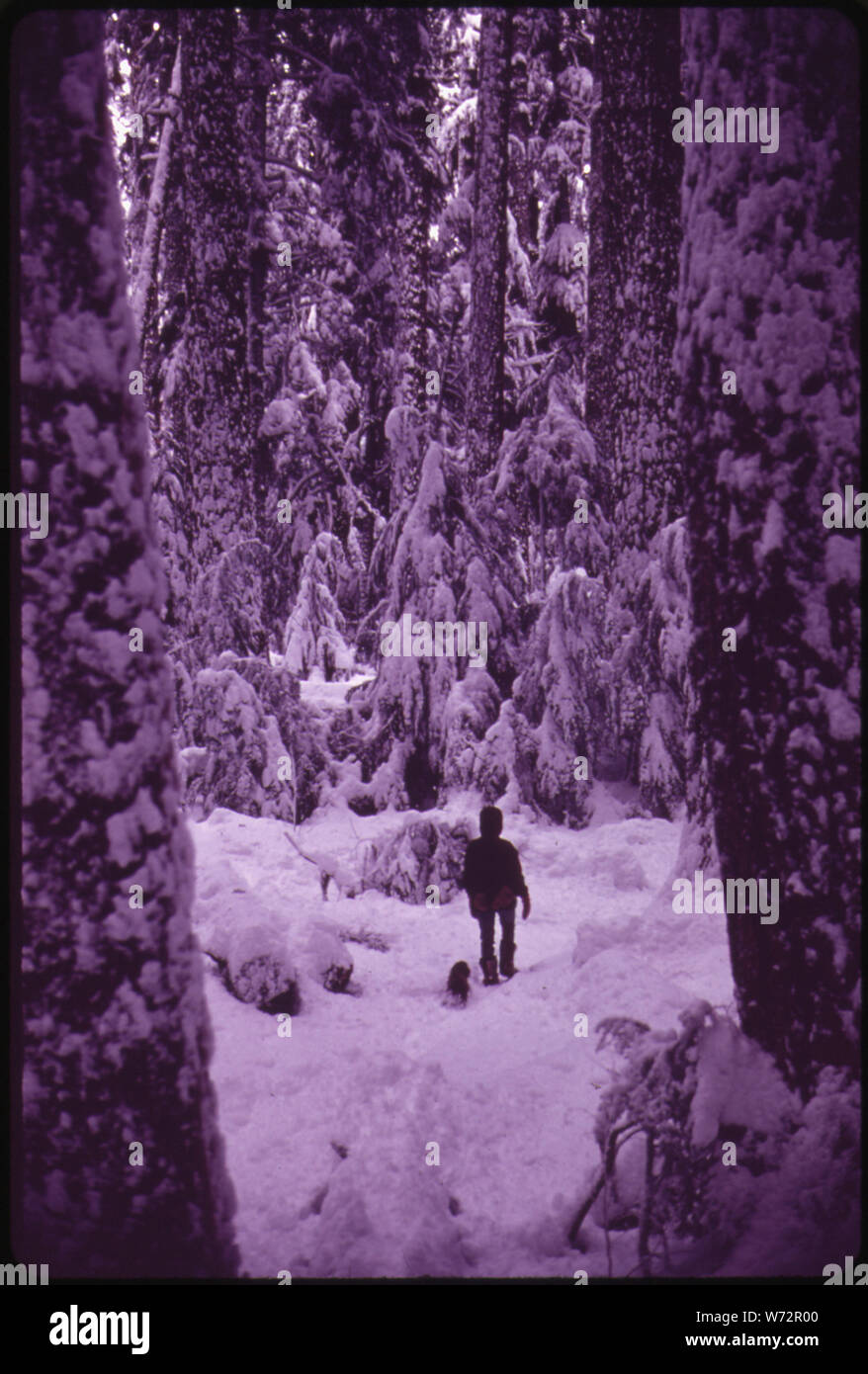 OLD GROWTH SITKA SPRUCE FOREST IN THE NORTH CASCADES NATIONAL PARK ...