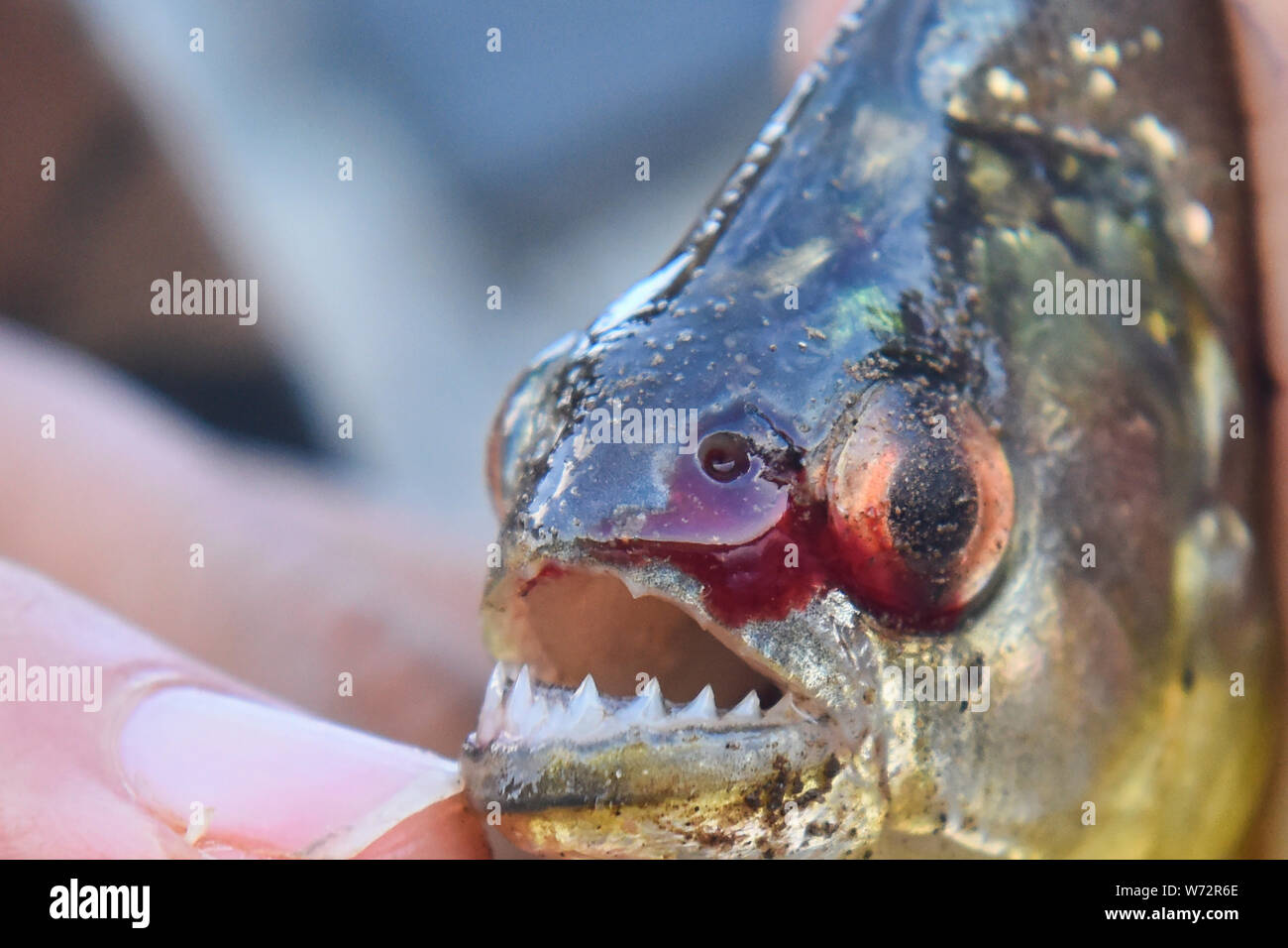 The sharp teeth of a Yellow-Bellied Piranha on Lake Tres Chimbadas ...