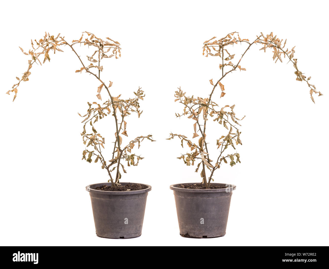 Lemon tree disease hi-res stock photography and images - Alamy