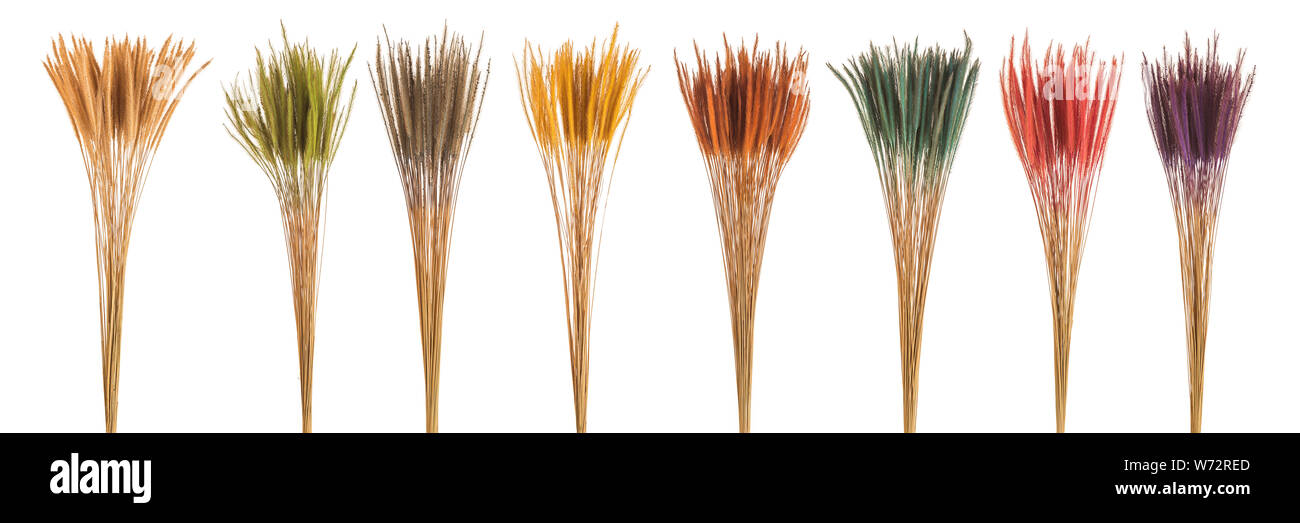 Dry color grass flower for interior decoration. Studio shot and ...