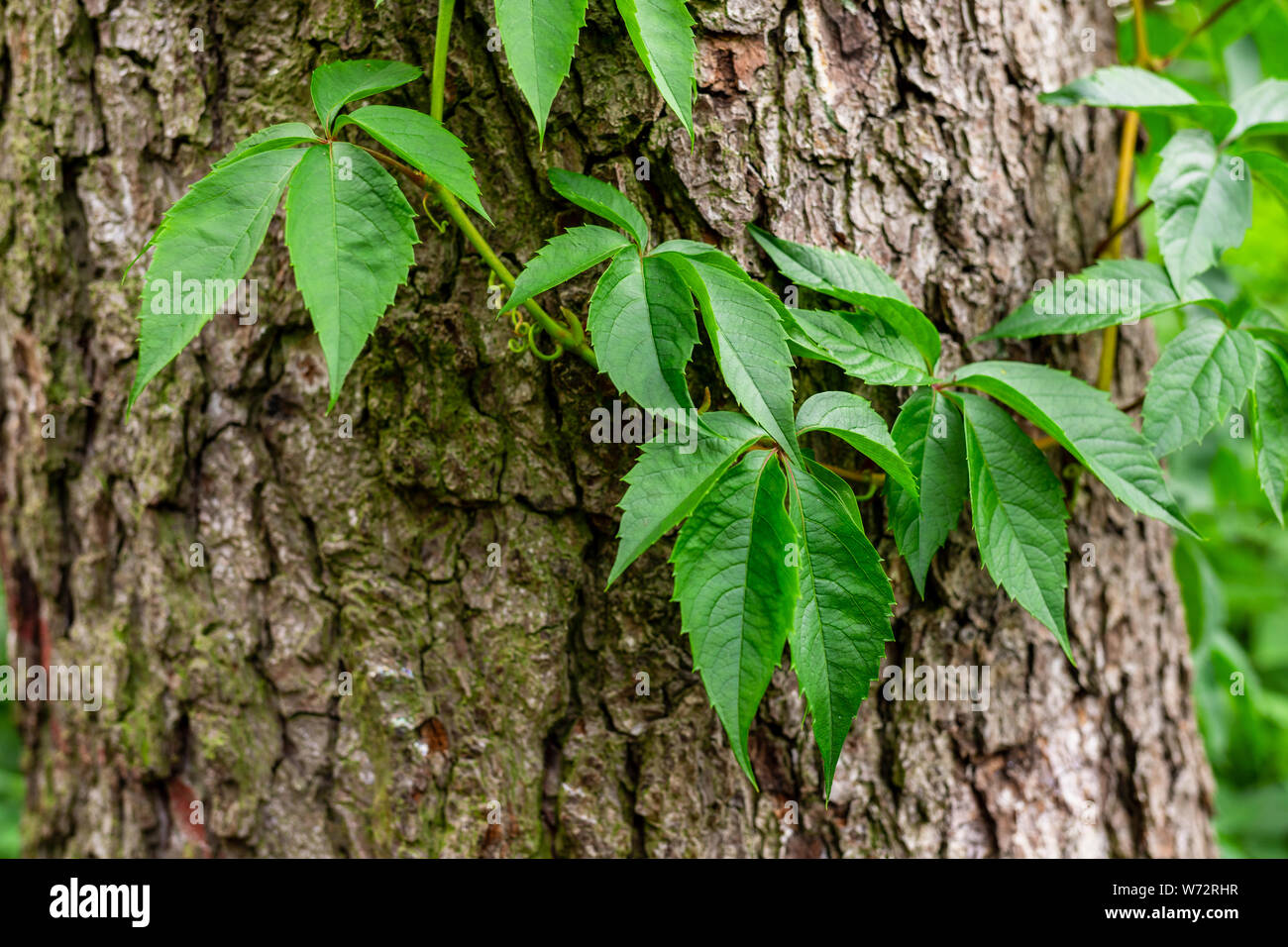 Ivy on tree bark. Leaves of wild wine entwining the trunk of a tree ...