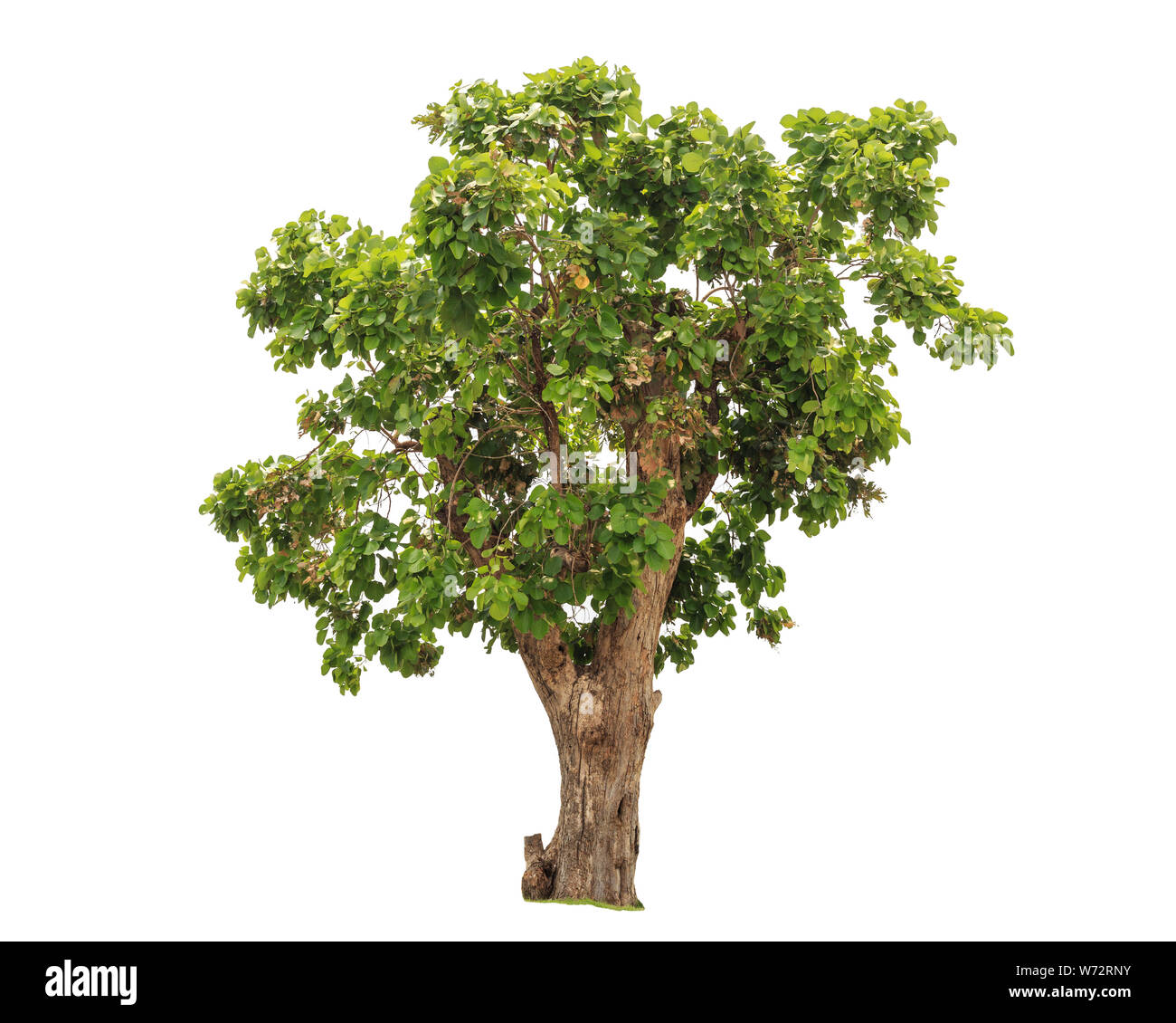 Canopy tropical old growth Cut Out Stock Images & Pictures - Alamy