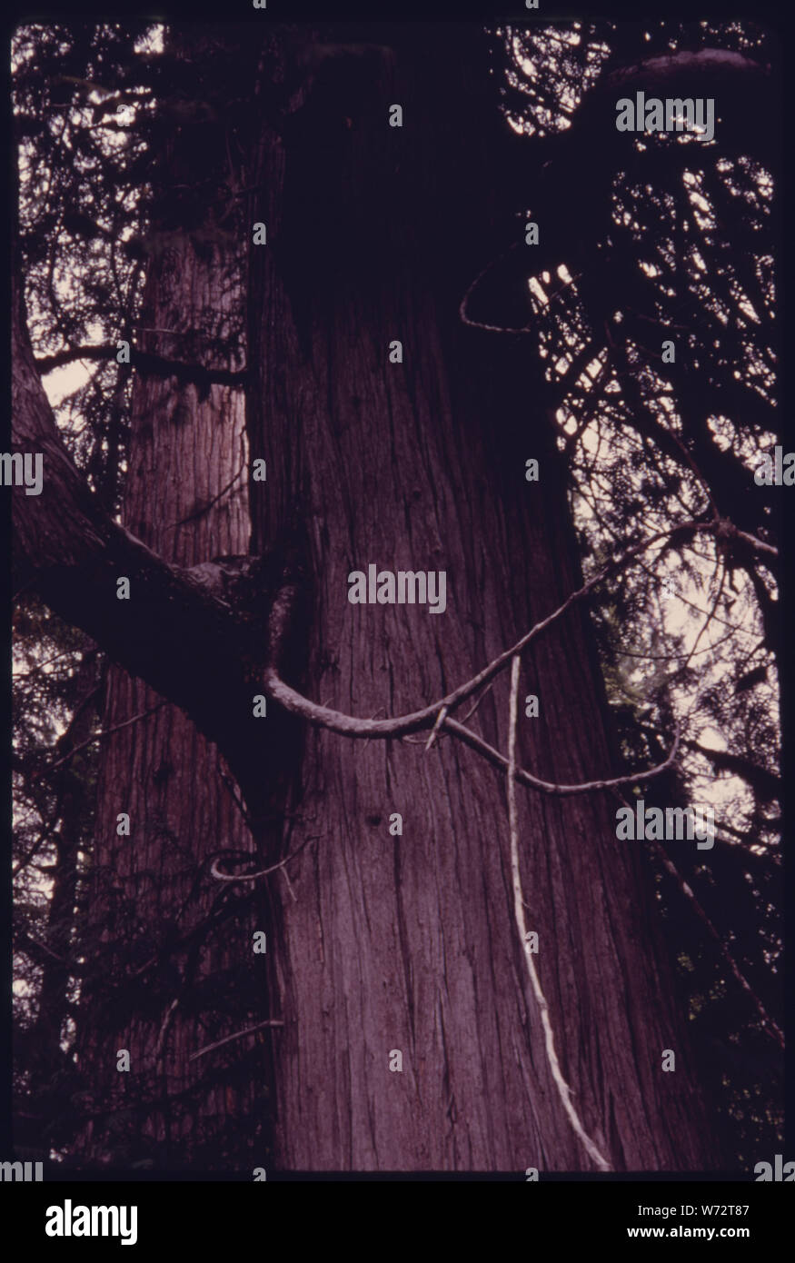 Old growth Western Red Cedar trees in the Olympic National Timberland ...