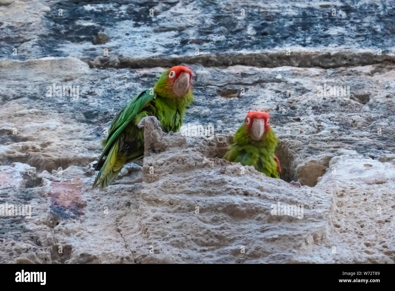 Wild parrots nesting in crevasses of old medieval bridges in Valencia ...