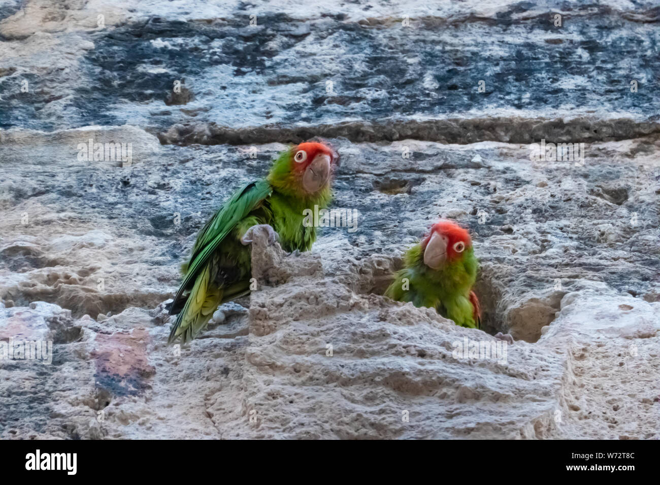 Wild parrots nesting in crevasses of old medieval bridges in Valencia ...