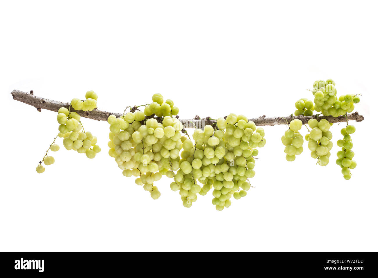 Star fruit branch hi-res stock photography and images - Alamy