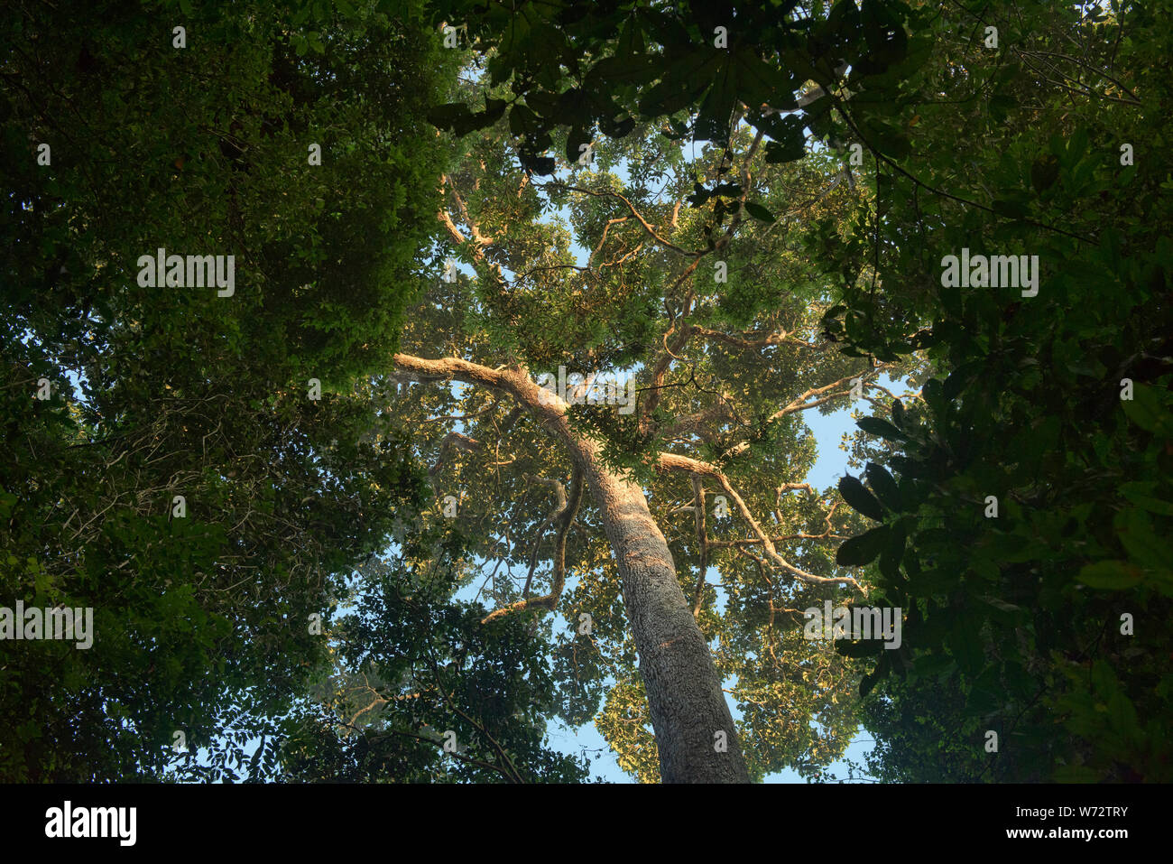 Looking up through the jungle at a giant Brazil nut tree, Tambopata ...