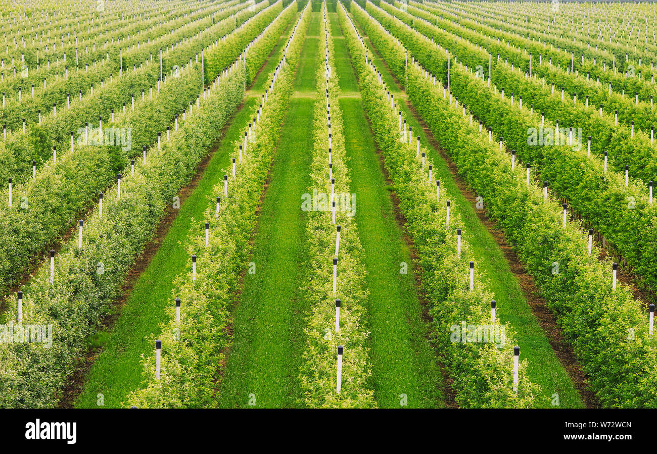 Agriculture. Rows of apple trees grow. Apple orchard Stock Photo - Alamy