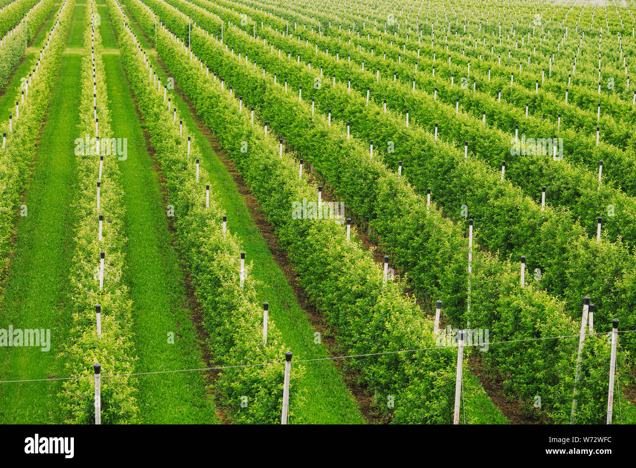 Agriculture. Rows of apple trees grow. Apple orchard Stock Photo - Alamy