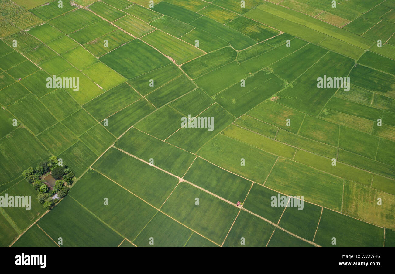 Aerial view from flying drone. Beautiful green area of young rice field ...