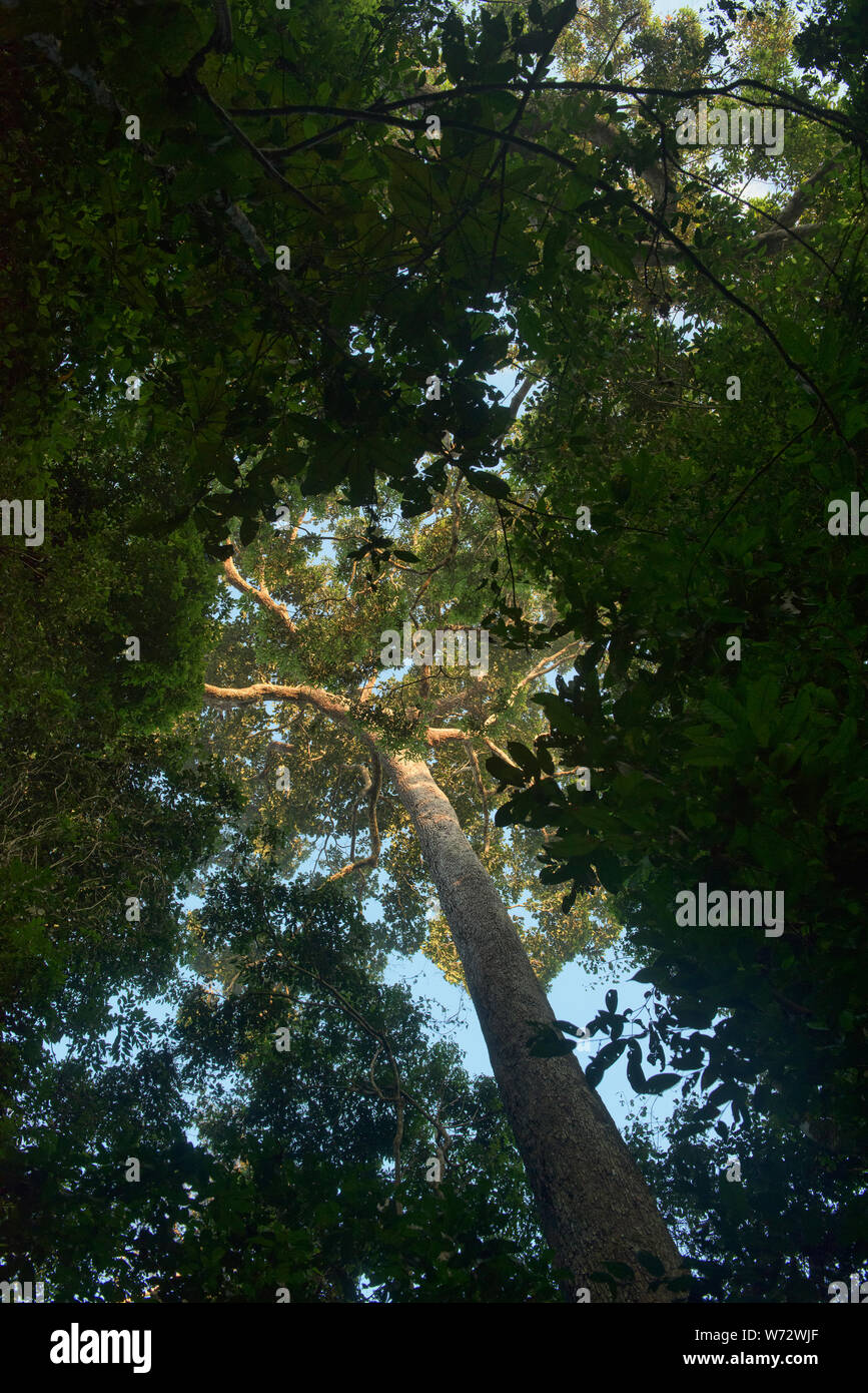 Looking up through the jungle at a giant Brazil nut tree, Tambopata ...