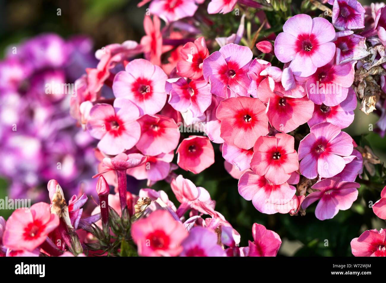 Phlox paniculata ‘Early Pink Dark Eye’ Stock Photo - Alamy