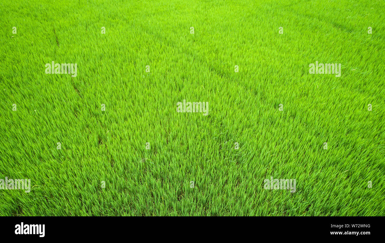 Beautiful green rice field in northern of Thailand. Aerial view from ...