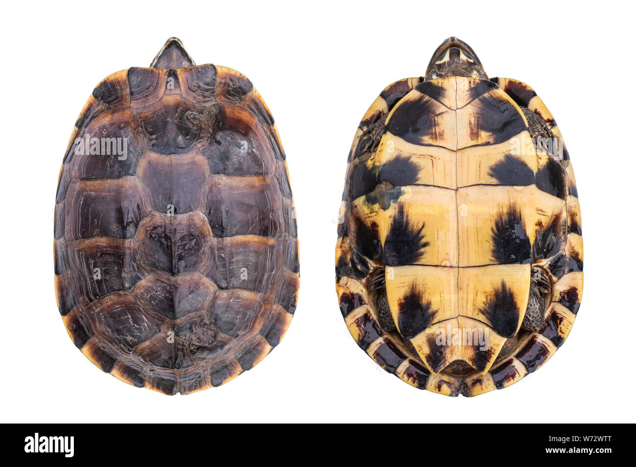 Turtle Shell Side View