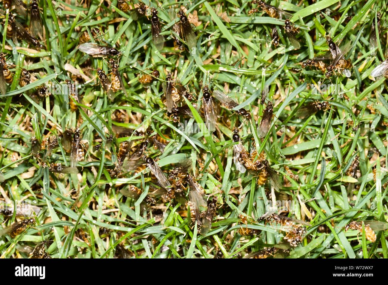 Flying ants hi-res stock photography and images - Alamy