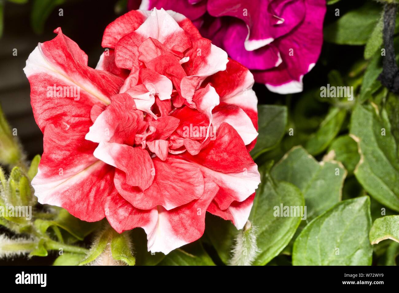 Petunia Tumbelina Ripple Stock Photo - Alamy