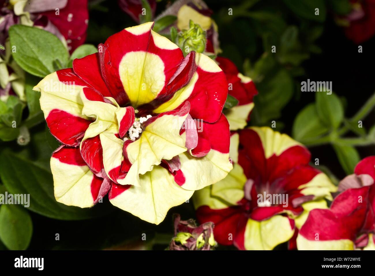 Tumbelina series hi-res stock photography and images - Alamy