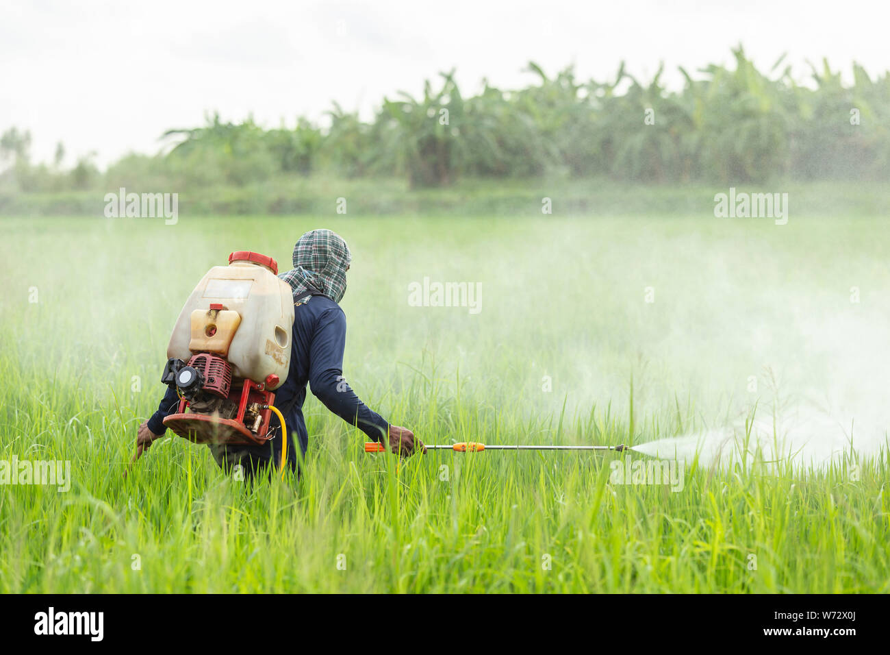 Thai farmer with machine and spraying chemical to young green rice ...