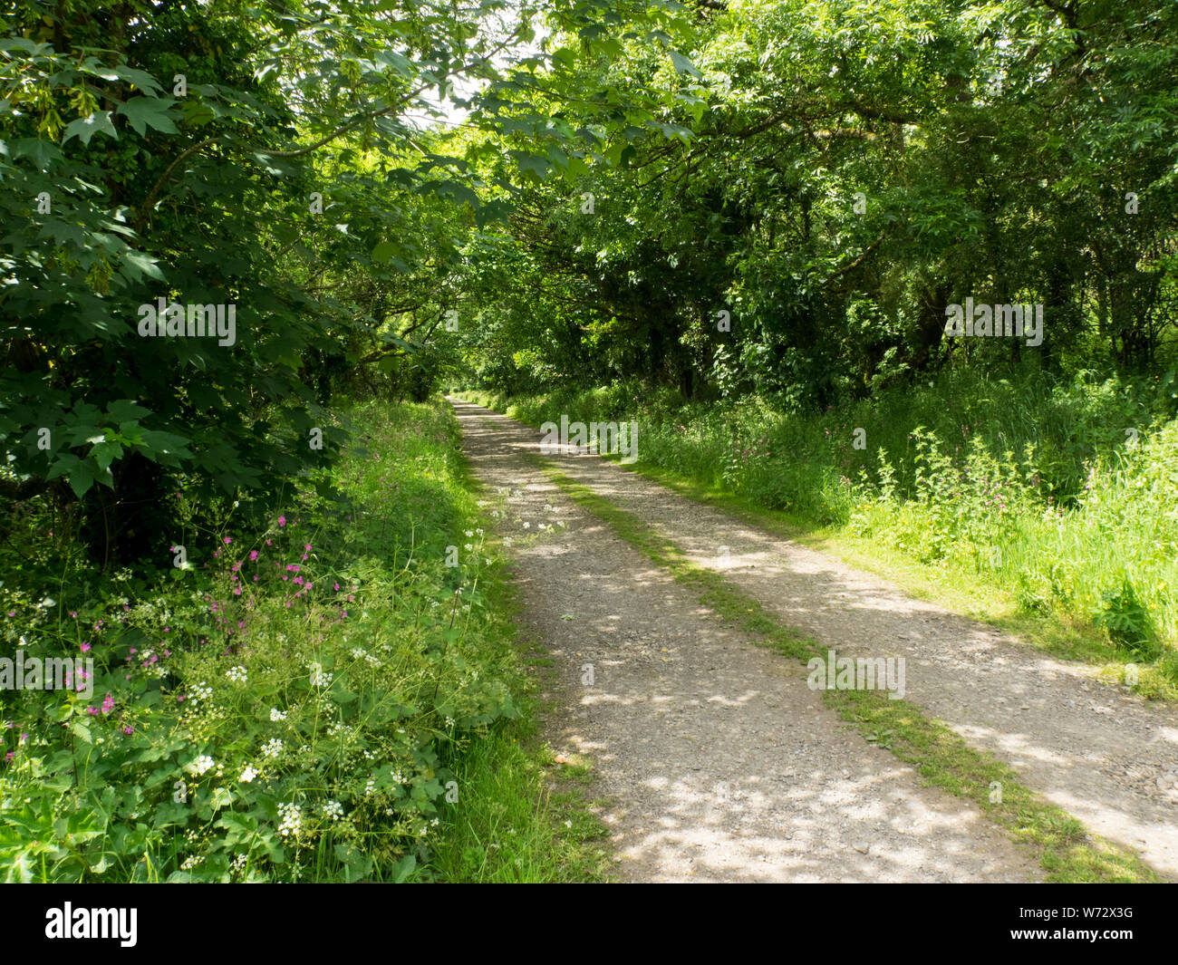 Devon forest dirt hi-res stock photography and images - Alamy