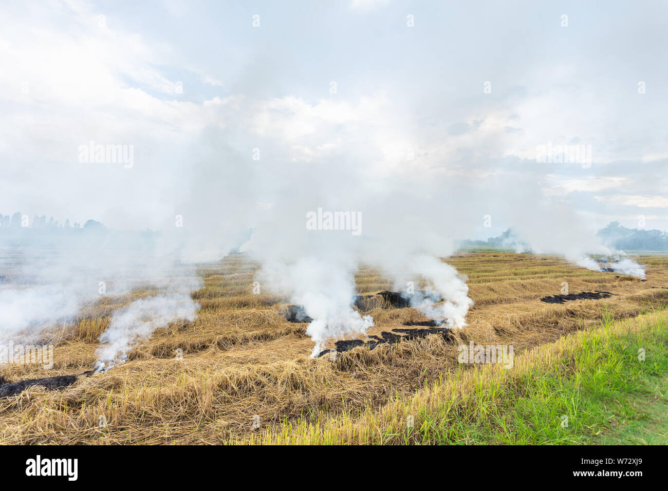 Fire burning dry rice straw in the field. Environment concept Stock ...