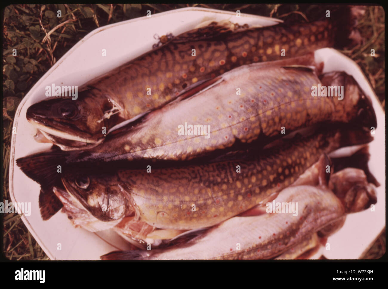 PLATEFUL OF FRESH NATIVE BROOK TROUT BEFORE COOKING. CATCH WAS MADE IN ...