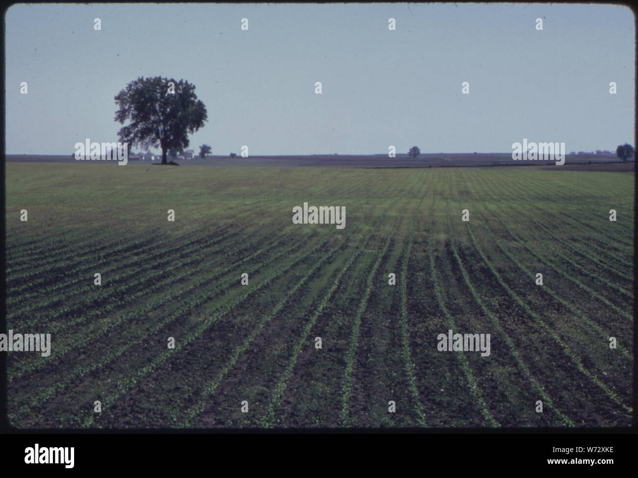 PLANTED FIELD IN ZEARING Stock Photo - Alamy