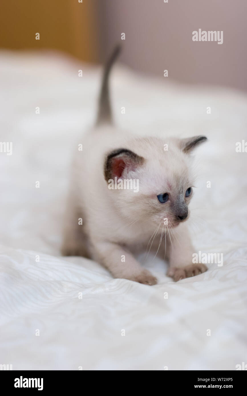 Siamese kitten is standing in a pose before jumping on a blanket. Blue ...
