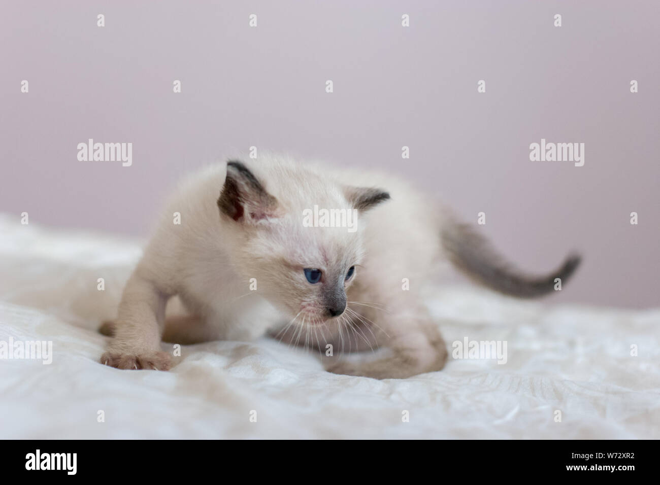 Tiger siamese hi-res stock photography and images - Alamy